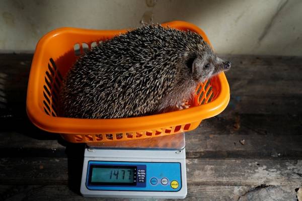Animalia: The tale of 10 hedgehogs that were too roly-poly - EMSEKFLOL.COM